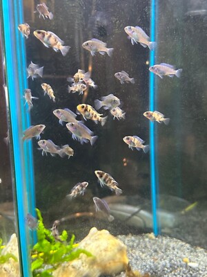 OB zebra Cichlid (Blueberry) 1.5-2in Unsexed | eBay
