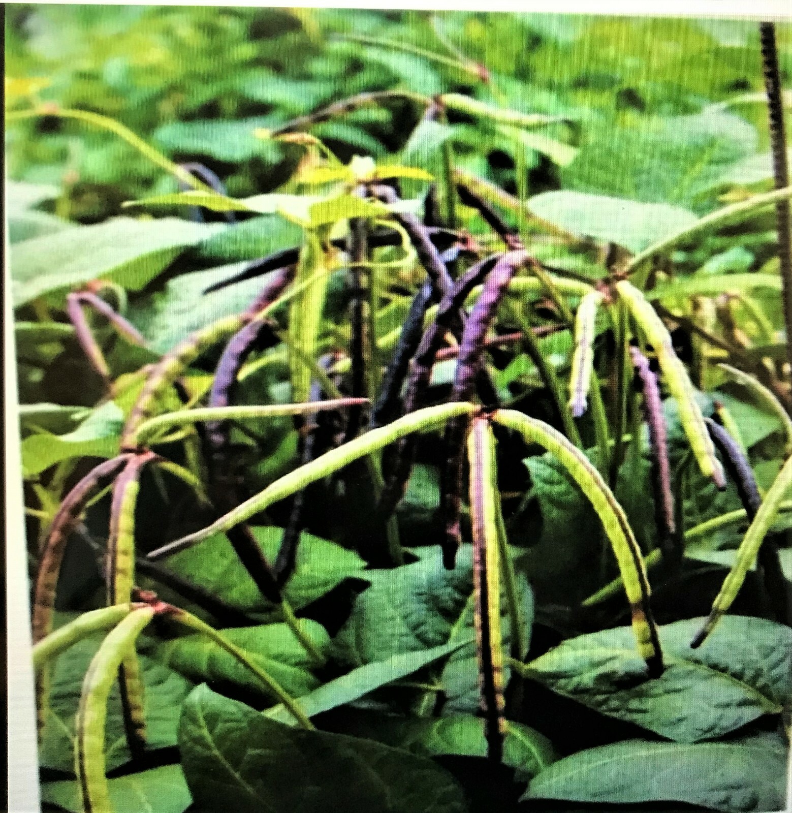 500+~4oz TOP PICK Pinkeye Purple Hull Peas Seed Southern Cowpea ...