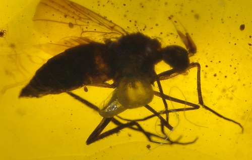 Predaceous Empidid Fly with Tipulid Fly in Burmese Amber Fossil ...