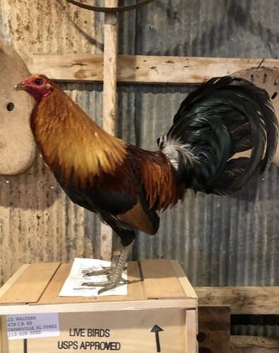 6- SHOWME JD GATOR BLUEFACE HATCH FERTILE GAMEFOWL HATCHING EGGS | eBay