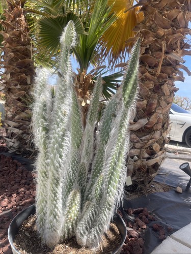 Opuntia Snow Fuzzy cutting cactus Cacti Succulent real live plant | eBay