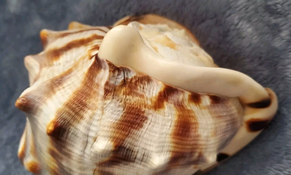 Large “King’s Crown” Conch Shell 8" /6"/ 5" | eBay