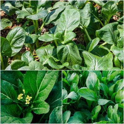 Yu Choy Sum Early Green 200 seeds WARM SEASON Vegetable Garden Rapid ...