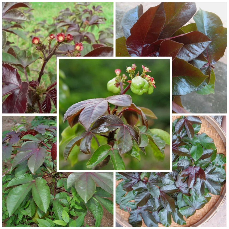 +50 Dried Red Jatropha Curcas Leaves Herbs Ratanjot Laljari Jadi ...