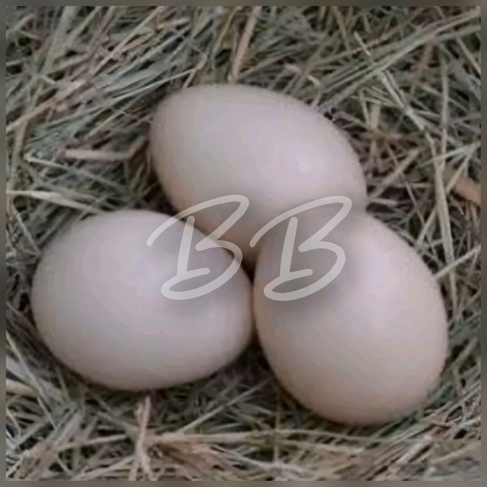 12+ Silver Sebright Bantam Beautiful Fertile Hatching Eggs | eBay