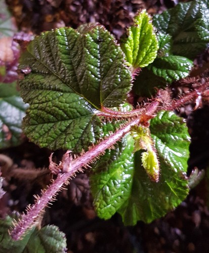 Rubus pentalobus 'Emerald Carpet' / Framboisier rampant de Taïwan ...