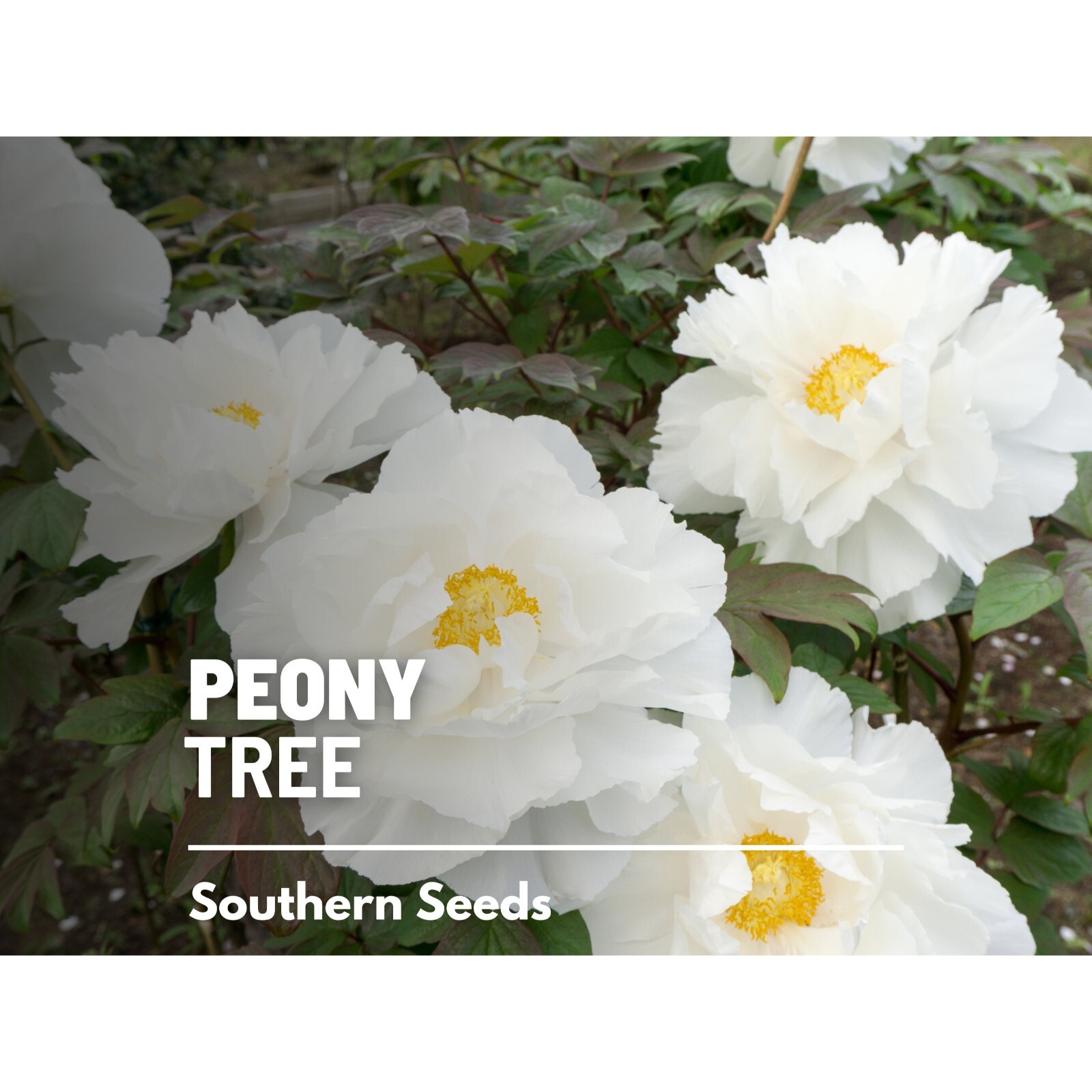 Peony Moutan Tree Seeds, Heirloom Shrub, Paeonia suffruticosa, USA ...