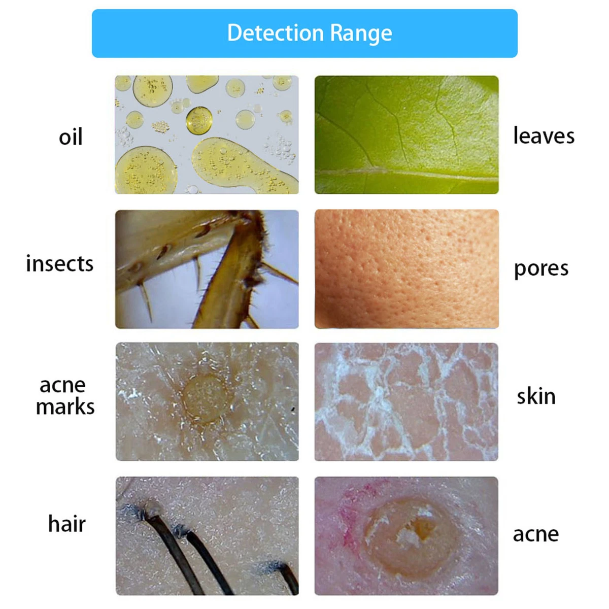 Hair Follicle Microscope
