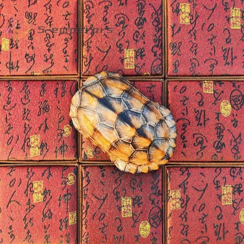 Chinese Tortoise Divination Tool Shell Feng Shui Supplies | eBay