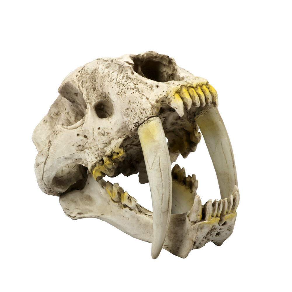 1:1 Resin Sabertooth Tiger Bone Skull Replica Model Home Decor ...