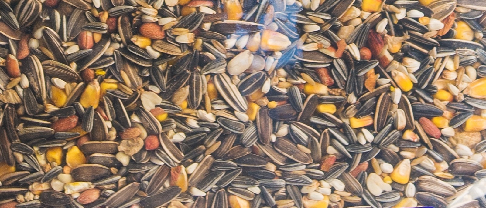 SkyGold Standard Parrot Bird Food Feed Seed Mix 12.5kg | eBay UK