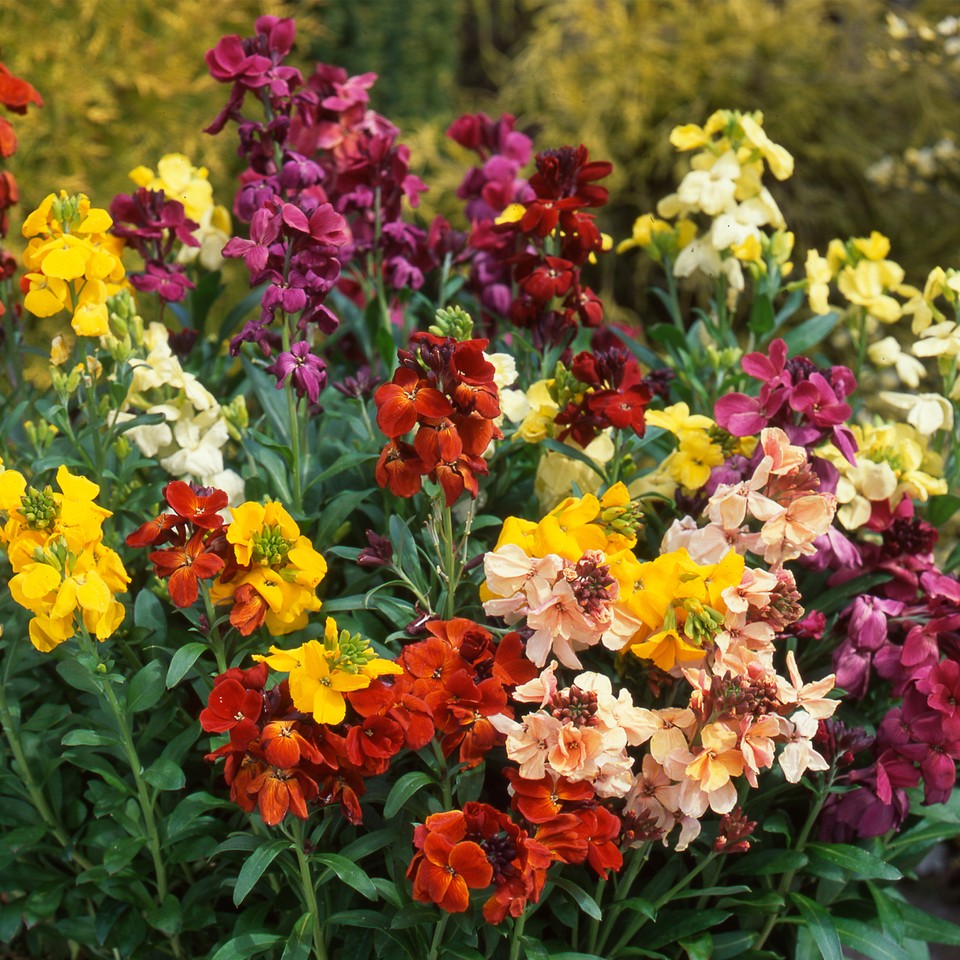 Wallflower Sunset Mixed | Vibrant Garden Ready Perennial Bedding Plants ...