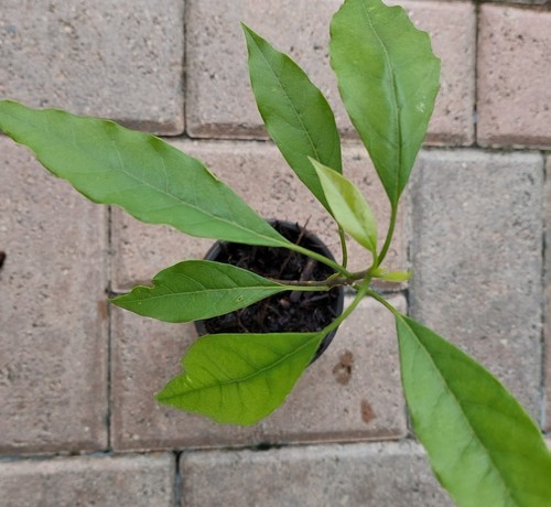 Hass Avocado Live Seedling tree in a pot | eBay