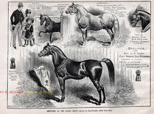 HORSE Percheron Draft, Hunter & Pony USA Show Champions, 1880s Antique ...