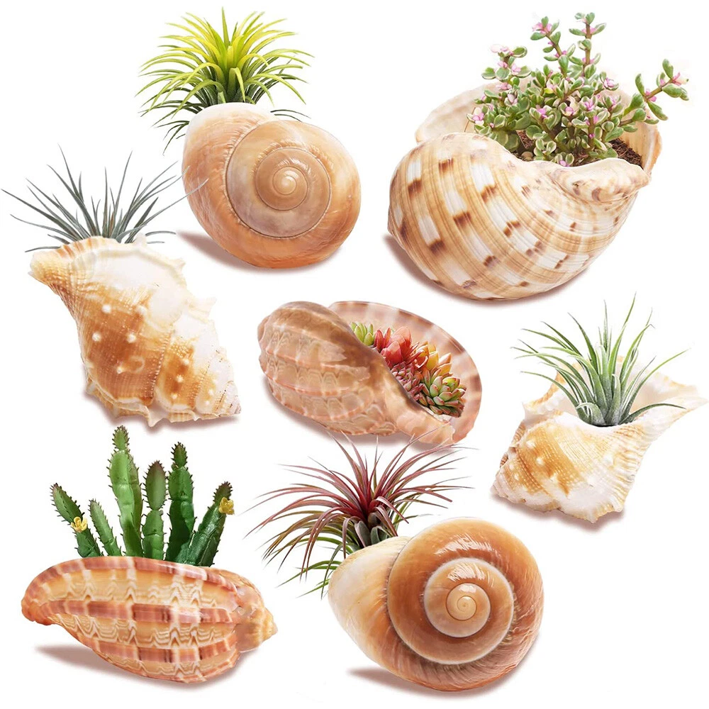 Pot Decoration With Shells