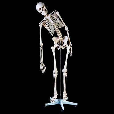 Flexible 180cm Tall Human Skeleton Model - Life Size Anatomical Medical ...