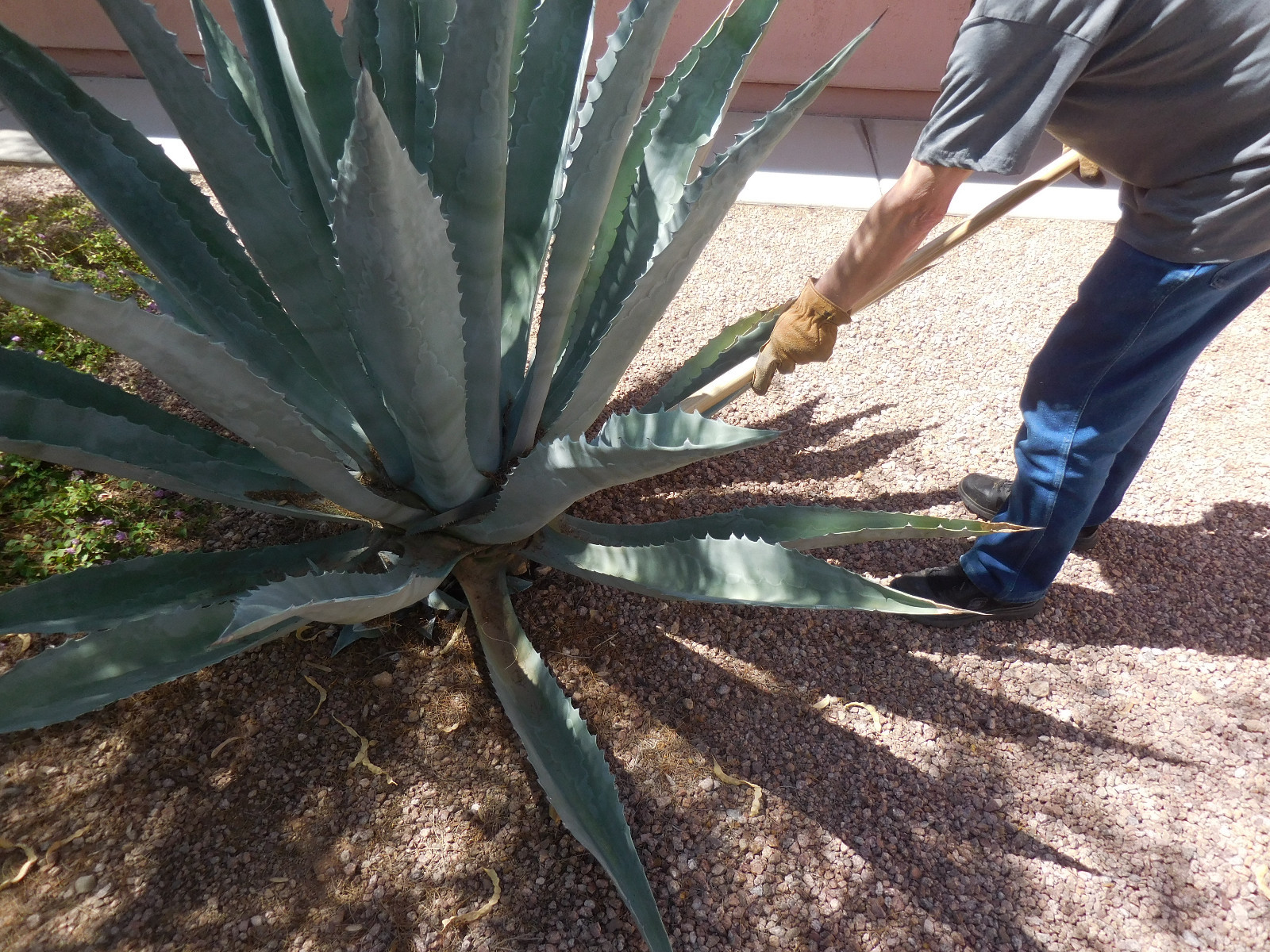 6' long agave and cactus trimmer cutter with blade and handle | eBay