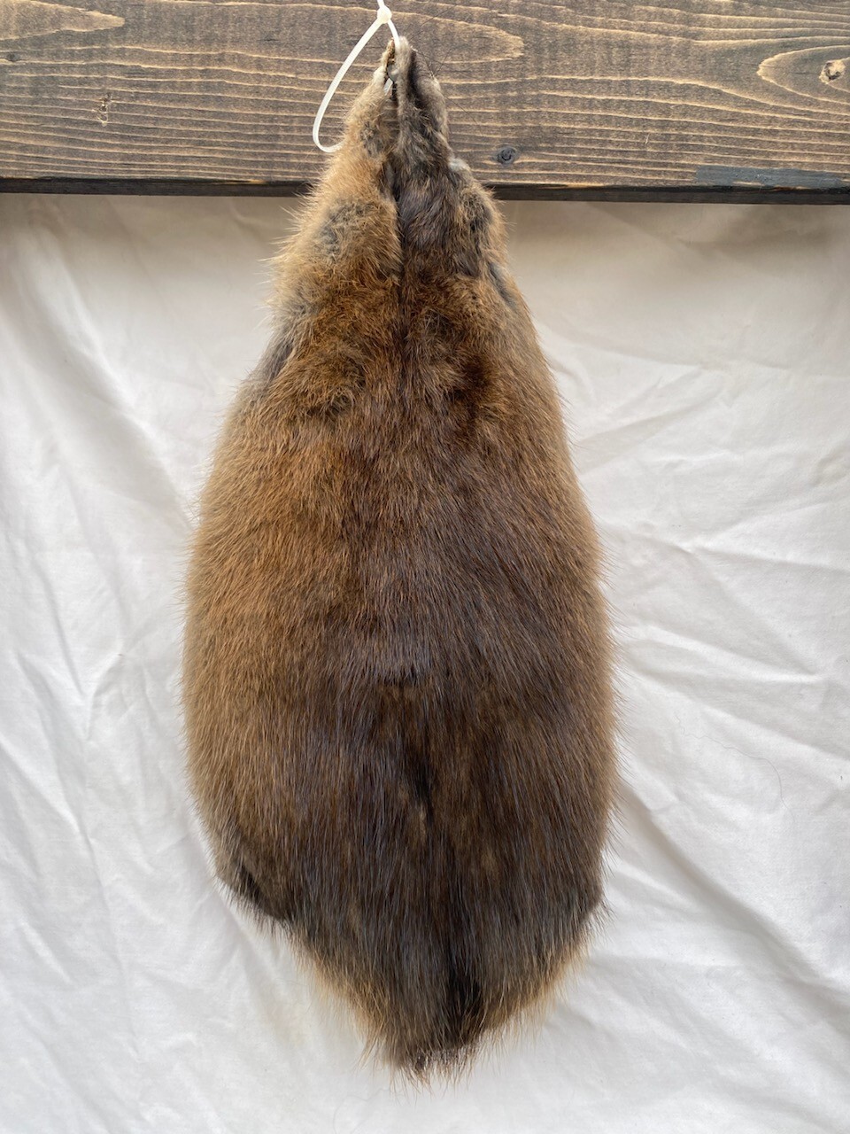 McCalech Leather Tanned Eastern Muskrat Pelt, 15 in from nose to base ...