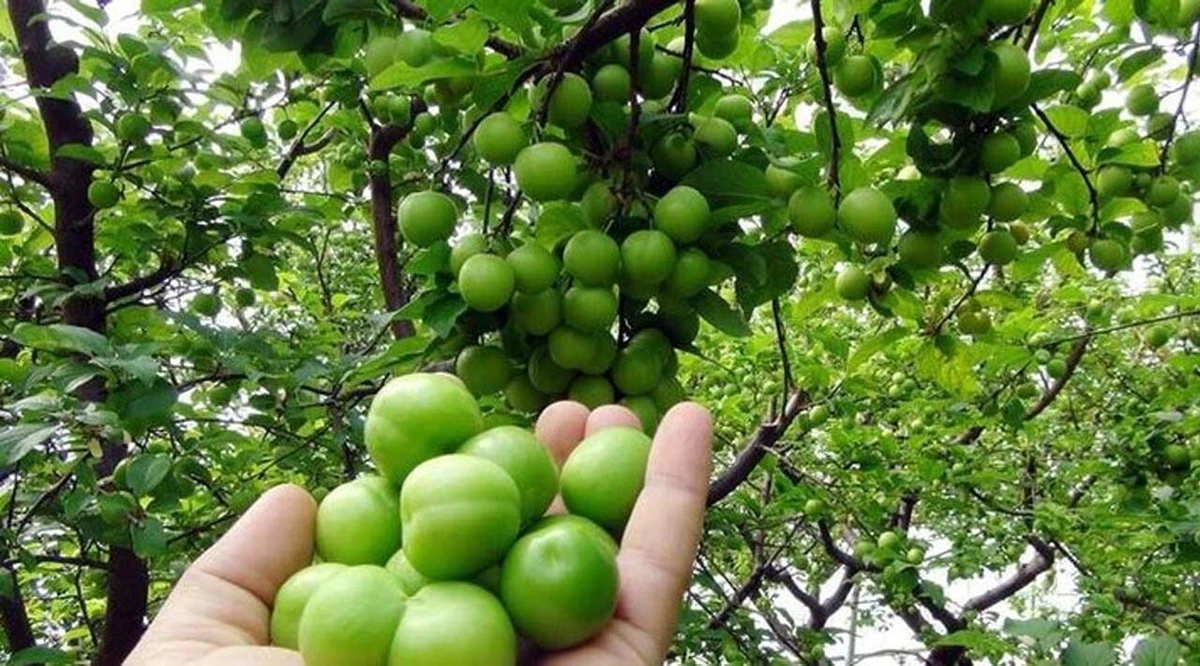 Green Plum Tree