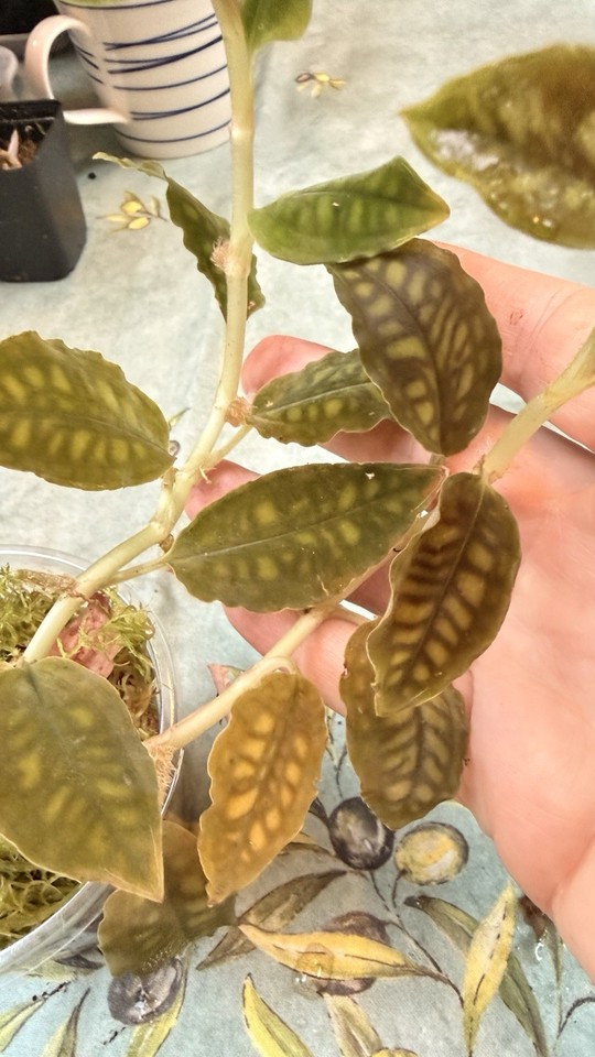 Jewel Orchid Terrarium Plant Cystorchis Variegata Exact Plant (Rare ...