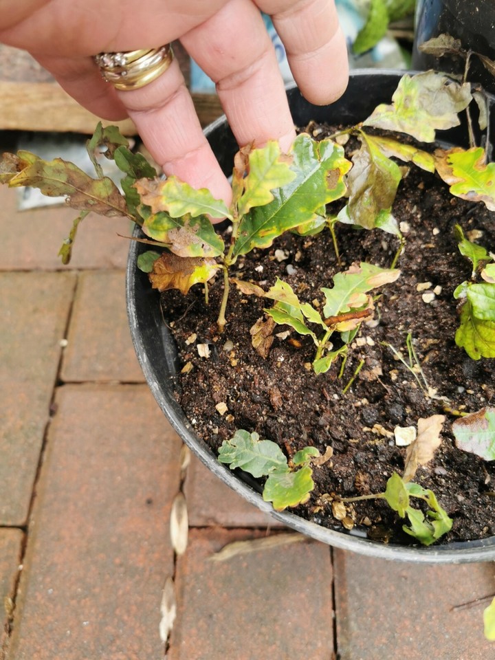 1x English Oak Tree sapling quercus seedling grow on or Bonsai SENT ...