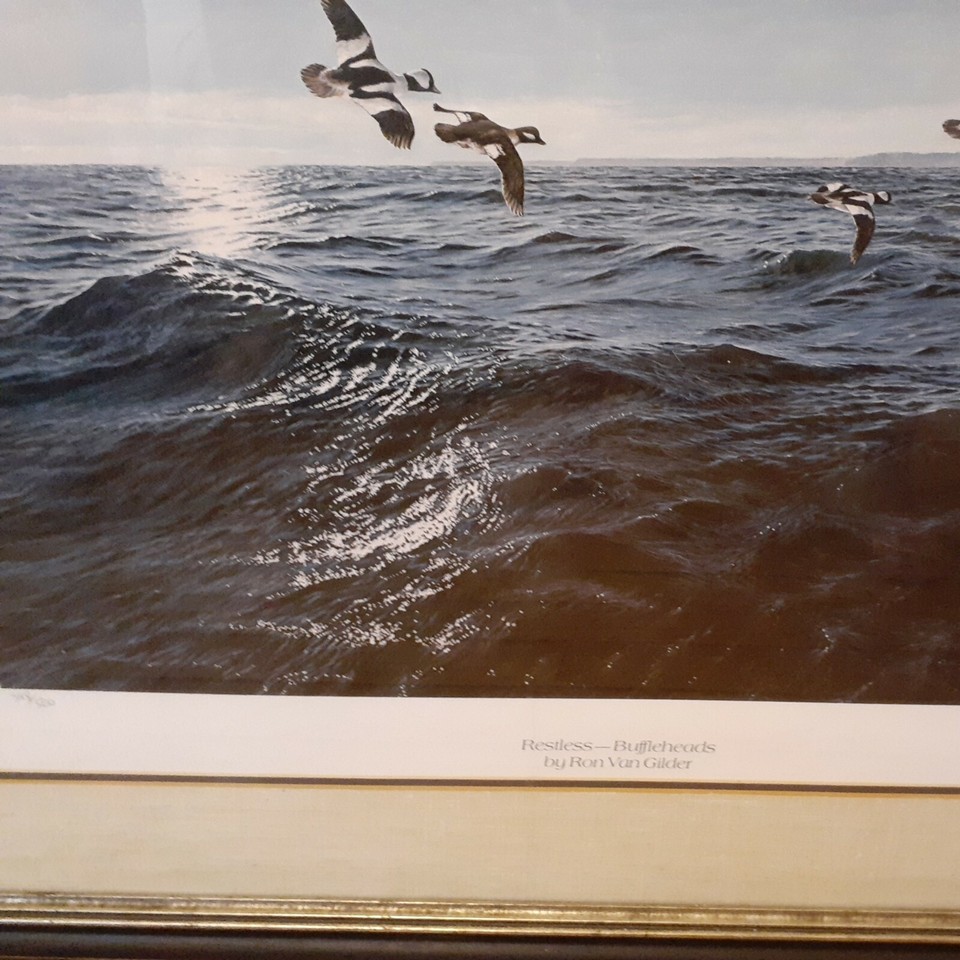 Ron Van Gilder " Restless Buffleheads" S/N LE Print 348/500 $400 Wood ...