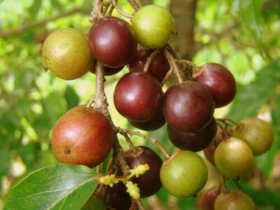 Flacourtia indica, Ramontchi, Governor’s Plum Fruit Tropical Plant - 10 ...