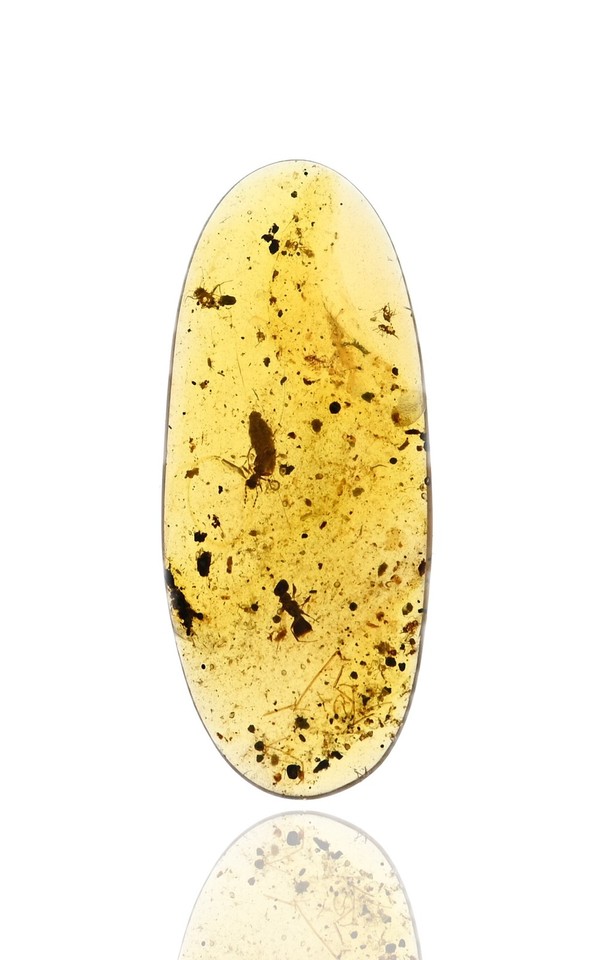 RARE Zoraptera (Angel Insect), Fossil Insect inclusion in Burmese Amber ...