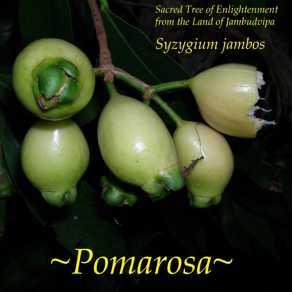 ~POMA ROSA~ SACRED FRUIT TREE Syzygium Jambos ROSE APPLE Live Medium ...