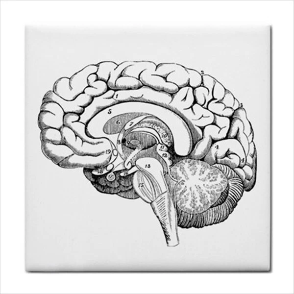 Brain Drawing Side View