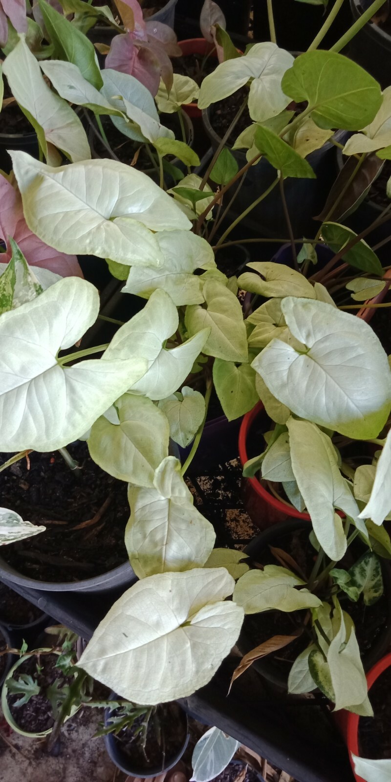 Syngonium Moonshine Arrowhead Noid Rare White Indoors Shade Terrarium ...