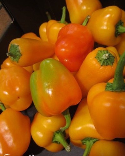 Mini POIVRON 'Sweet Orange' - Capsicum ♫ Graines ♫ Plte Décorative ...