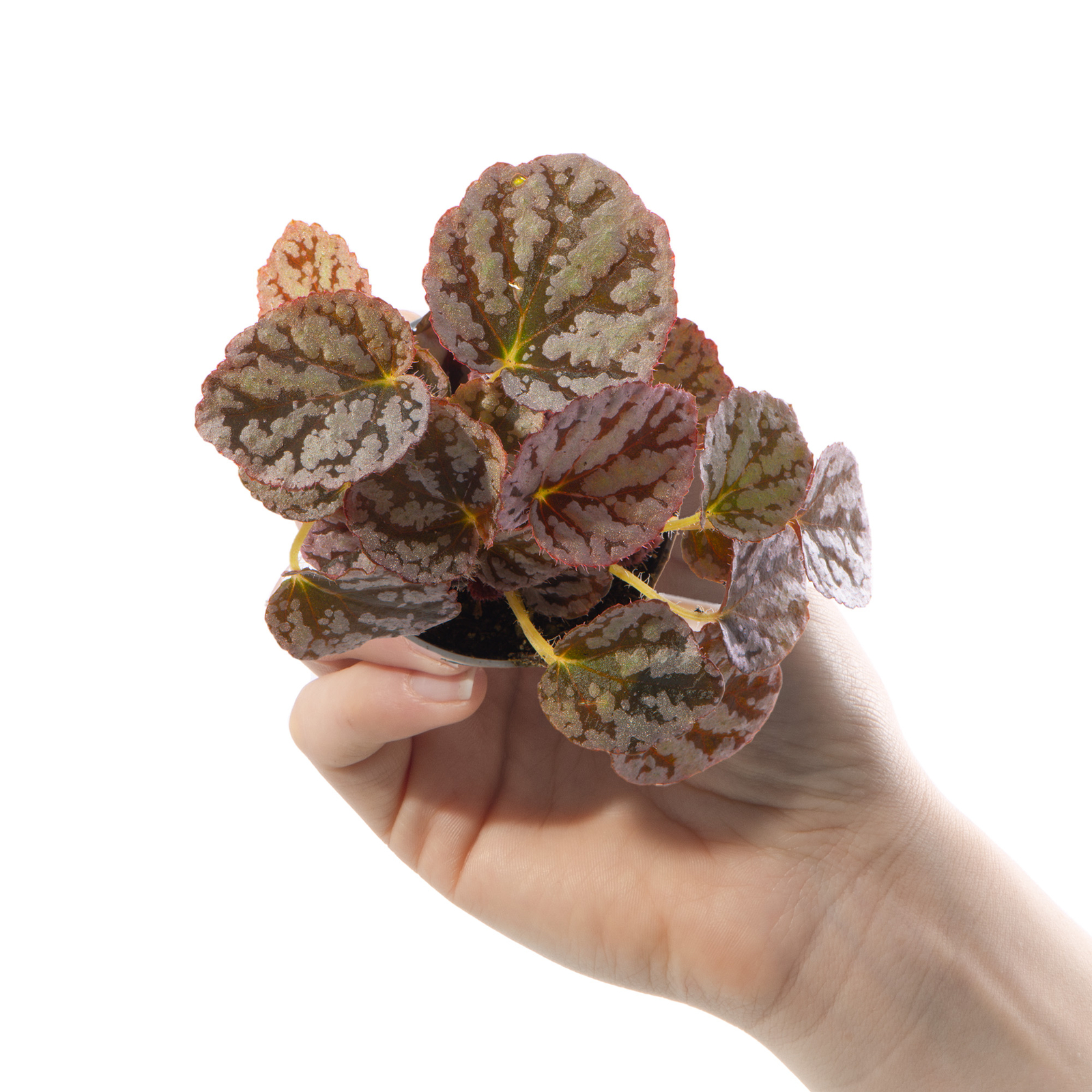 Baby Begonia Rex Chayo Plant Small Tropical Indoor Patterned Houseplant ...