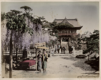 c.1880's PHOTO - JAPAN WISTERIA KAMEIDO TOKYO | eBay