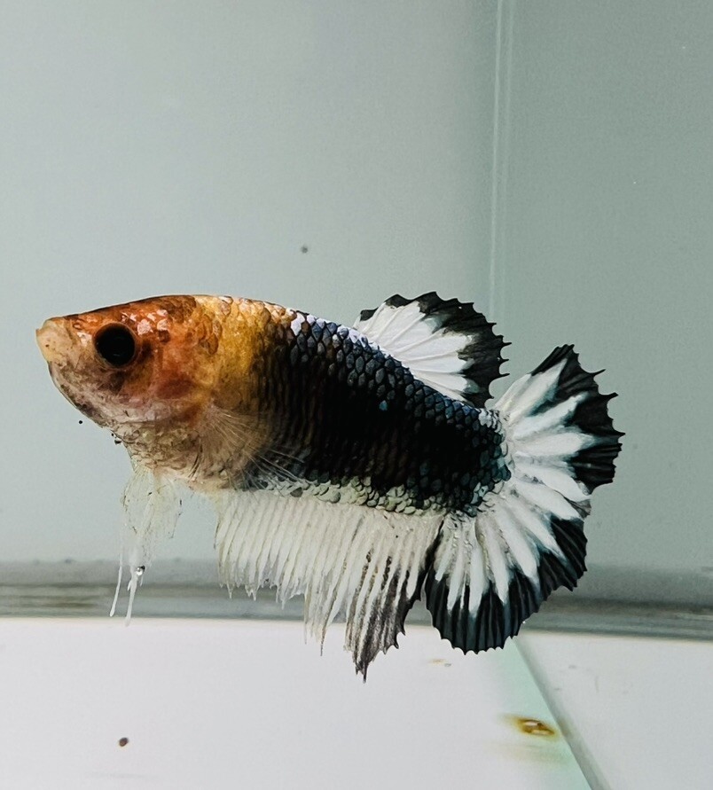 Live Betta Fish High Quality Female Red Cooper FCCP Halfmom HM- USA ...