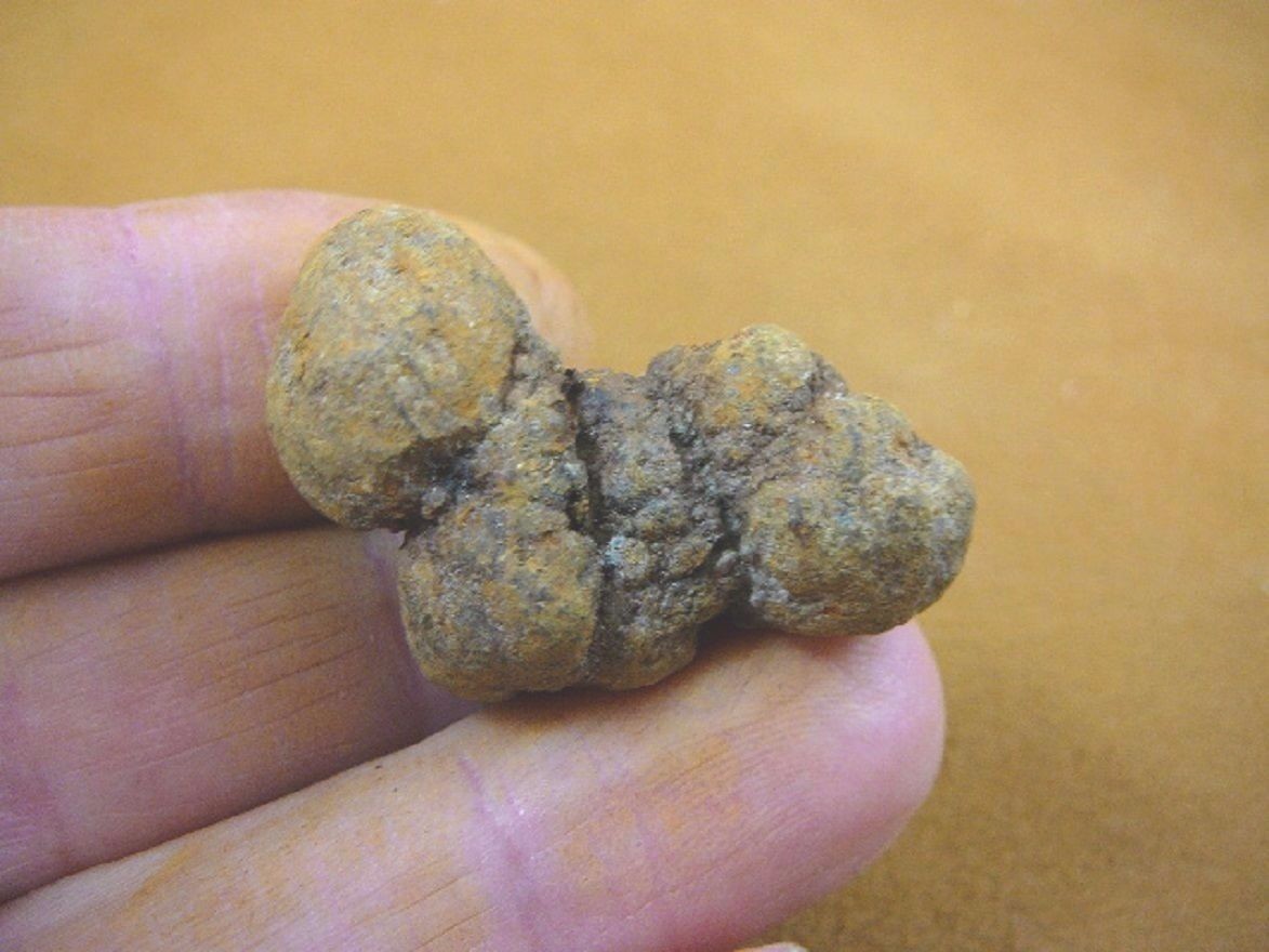 (PP446-11) 1" Genuine Fossil TURTLE POOP Coprolite DUNG WEIRD WA state ...