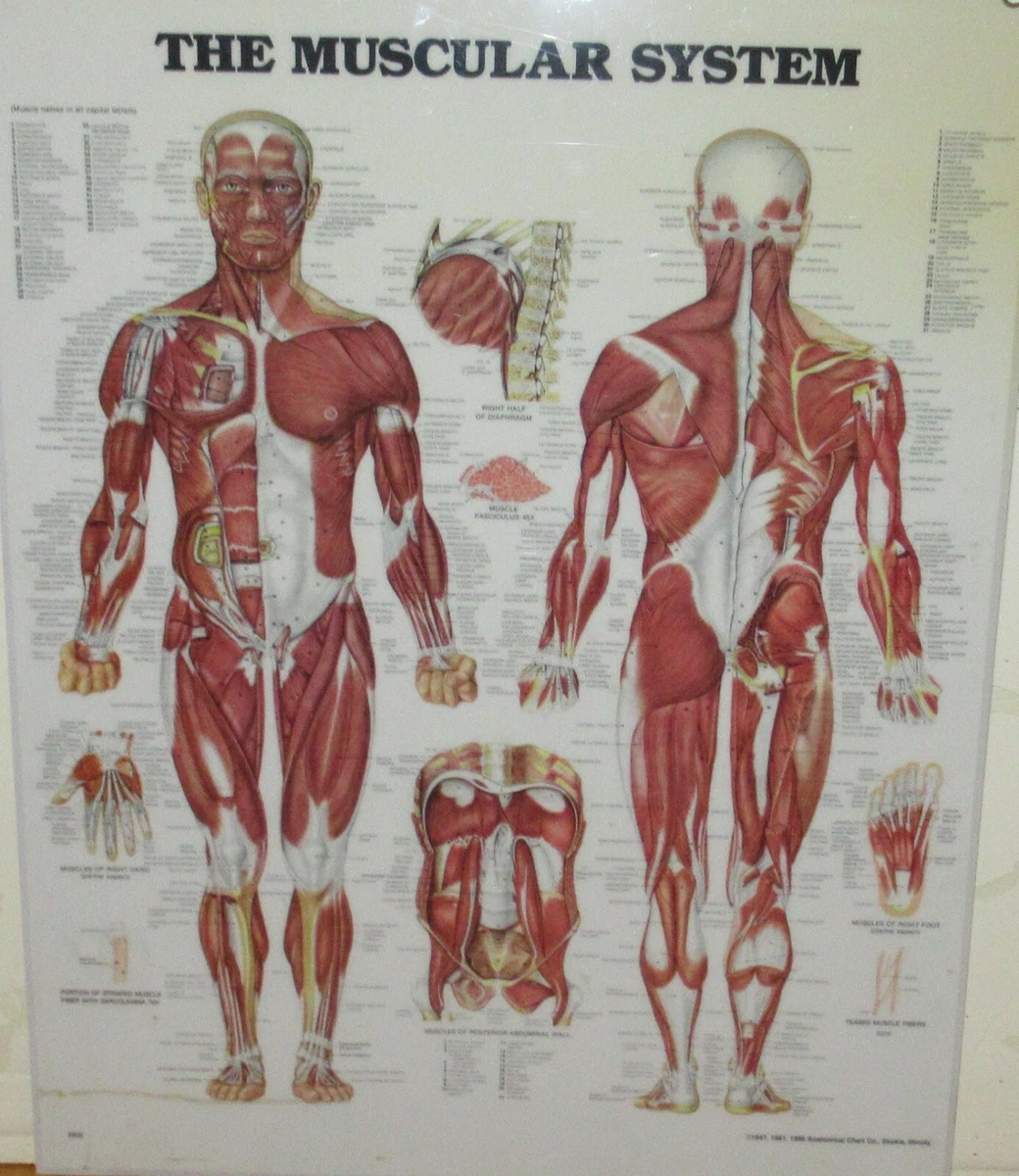 Muscular System Anatomical Poster Muscle Anatomy Chart Muscular System Anatomical Poster Muscle Anatomy Chart