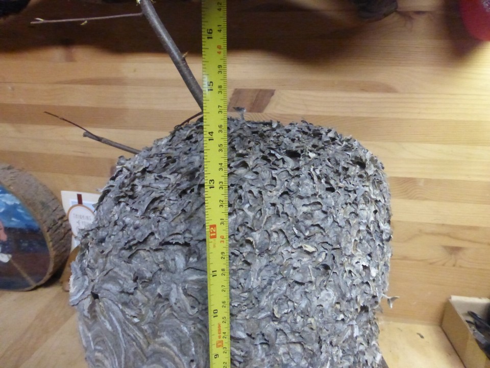 extra Large intact wasp bee hornet yellow jacket nest taxidermy with ...