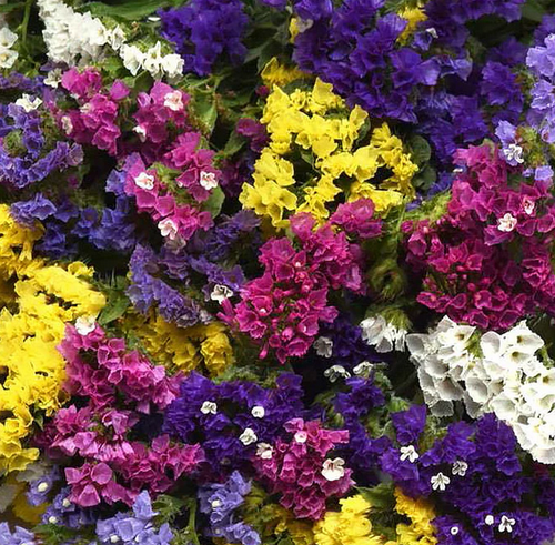 STATICE, SINUATA MIX FLOWER SEEDS/Omega Homestead/*Free Combined ...