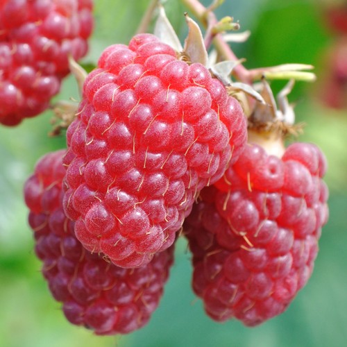 Raspberry Tulameen Rubus idaeus Grow Your Own Garden Fruit Plant in Pot ...