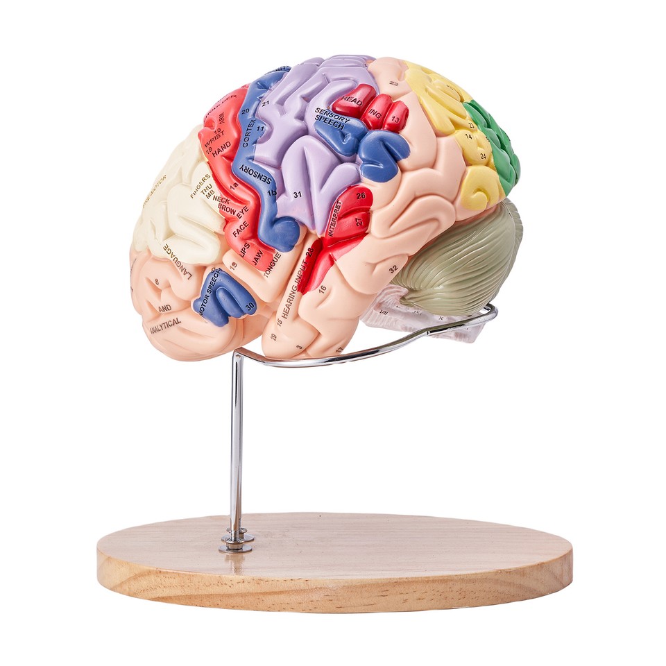 Human Brain Model Anatomy Teaching Brain Model 4-Part Labeled 2X ...