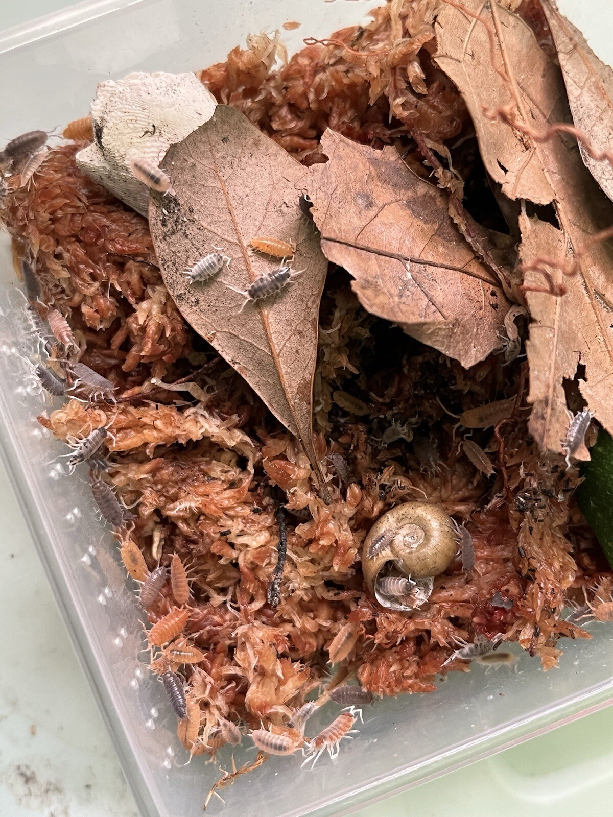 Crested Gecko Bioactive Cleanup Crew! Over 100+ Isopods & Springtails ...