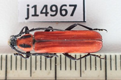 j14967. Insects, Cerambycidae sp. Vietnam. Lam Dong | eBay