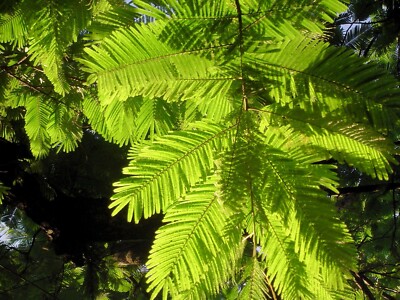 10 Seeds Enterolobium cyclocarpum Earpod tree Rare -Read Description | eBay