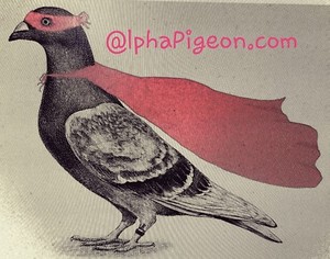 Alpha Pigeon Store | eBay Stores