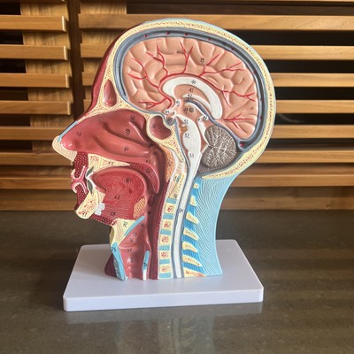 Life Size Human Anatomical Head And Face Anatomy Medical Teaching Model ...