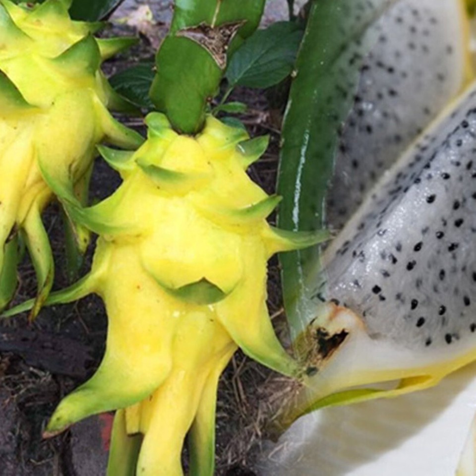 Dragon Fruit Yellow Pitaya Israeli Golden Isis Gold Live Cutting Type ...