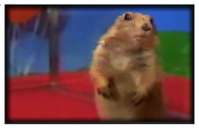 Dramatic Gopher Memes Dramatic Prairie Dog GIFs Find & Share On