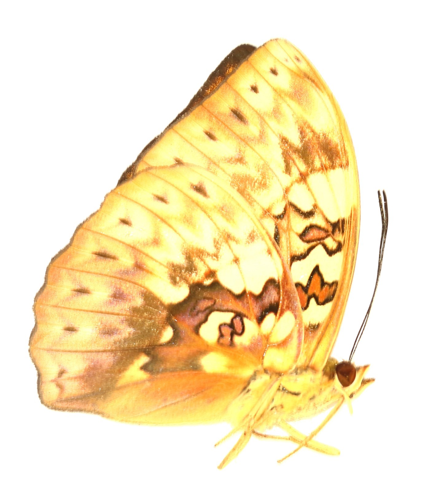 LEPIDOPTERA, NYMPHALIDAE, LIMENITIDINAE, CYMOTHOE HYARBITA (male) from ...