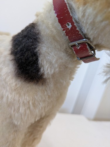 Vintage Steiff Foxy Wire Haired Fox Terrier Dog Red Collar Nice ...